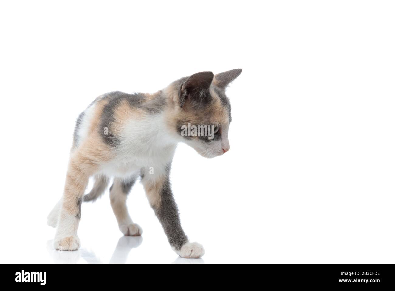 Curious cat looking around and investigating while stepping on white ...