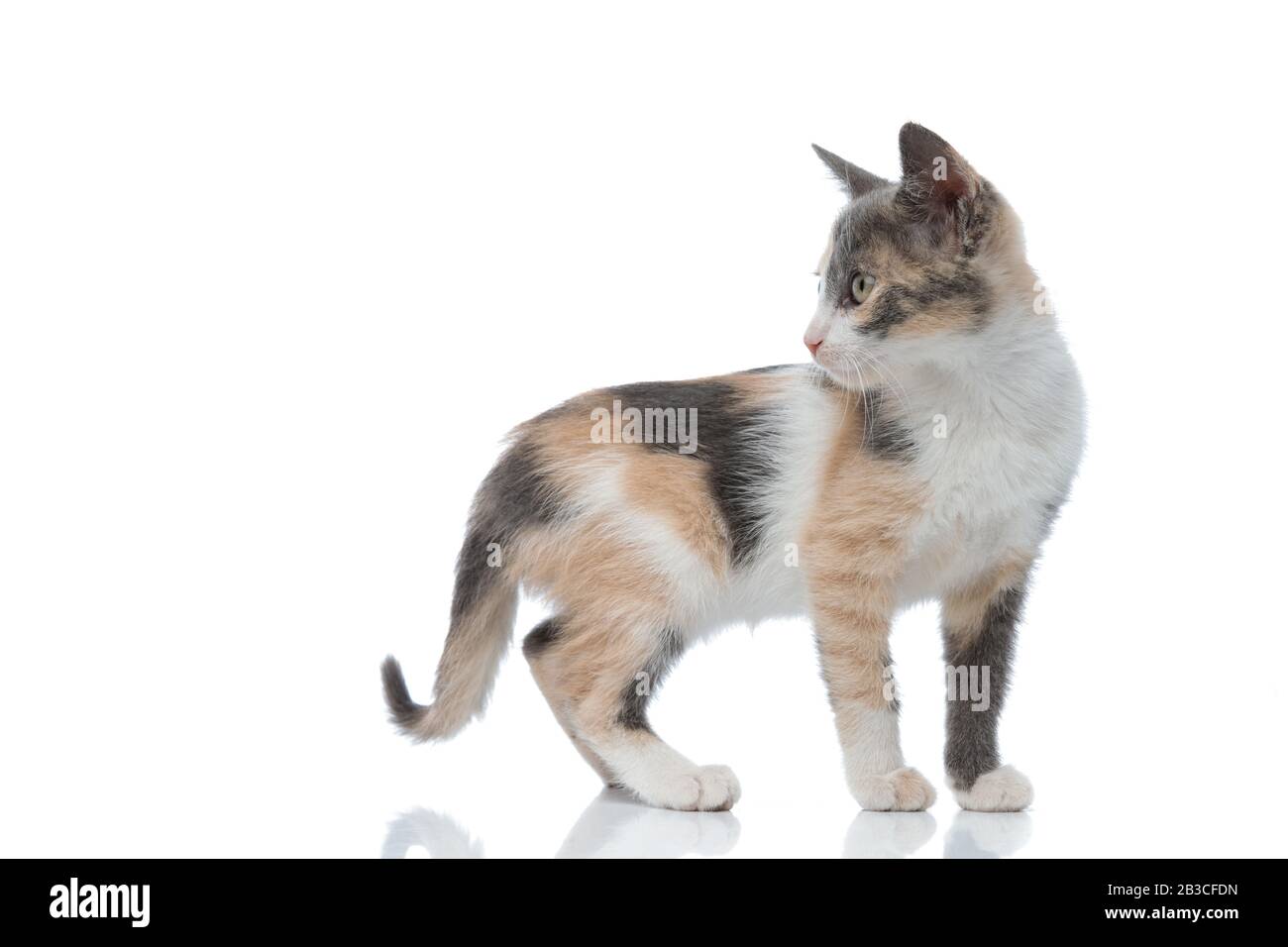 Side view of a curious domestic cat looking over its shoulder while ...