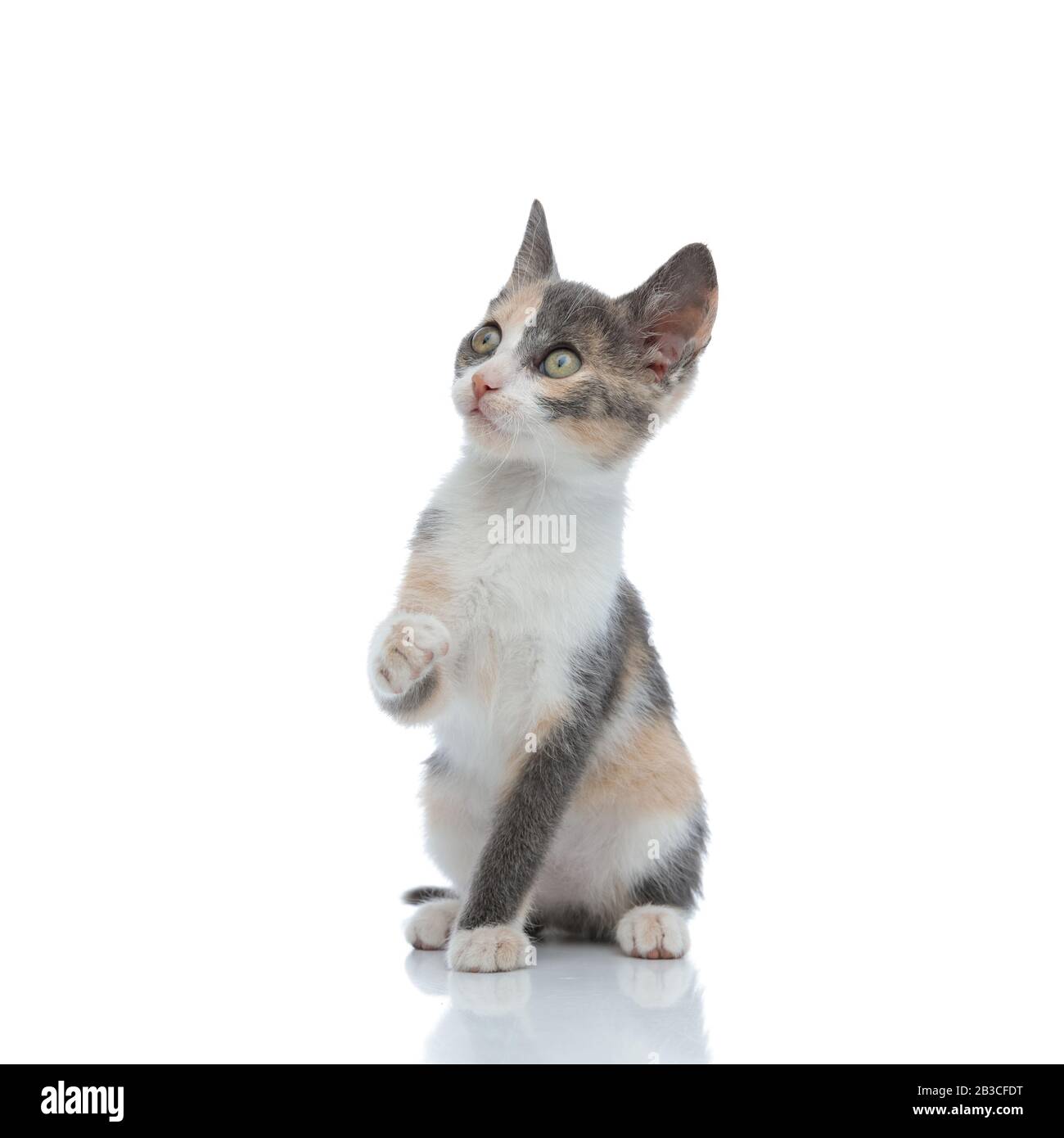 Confused kitten looking up while standing on white studio background ...