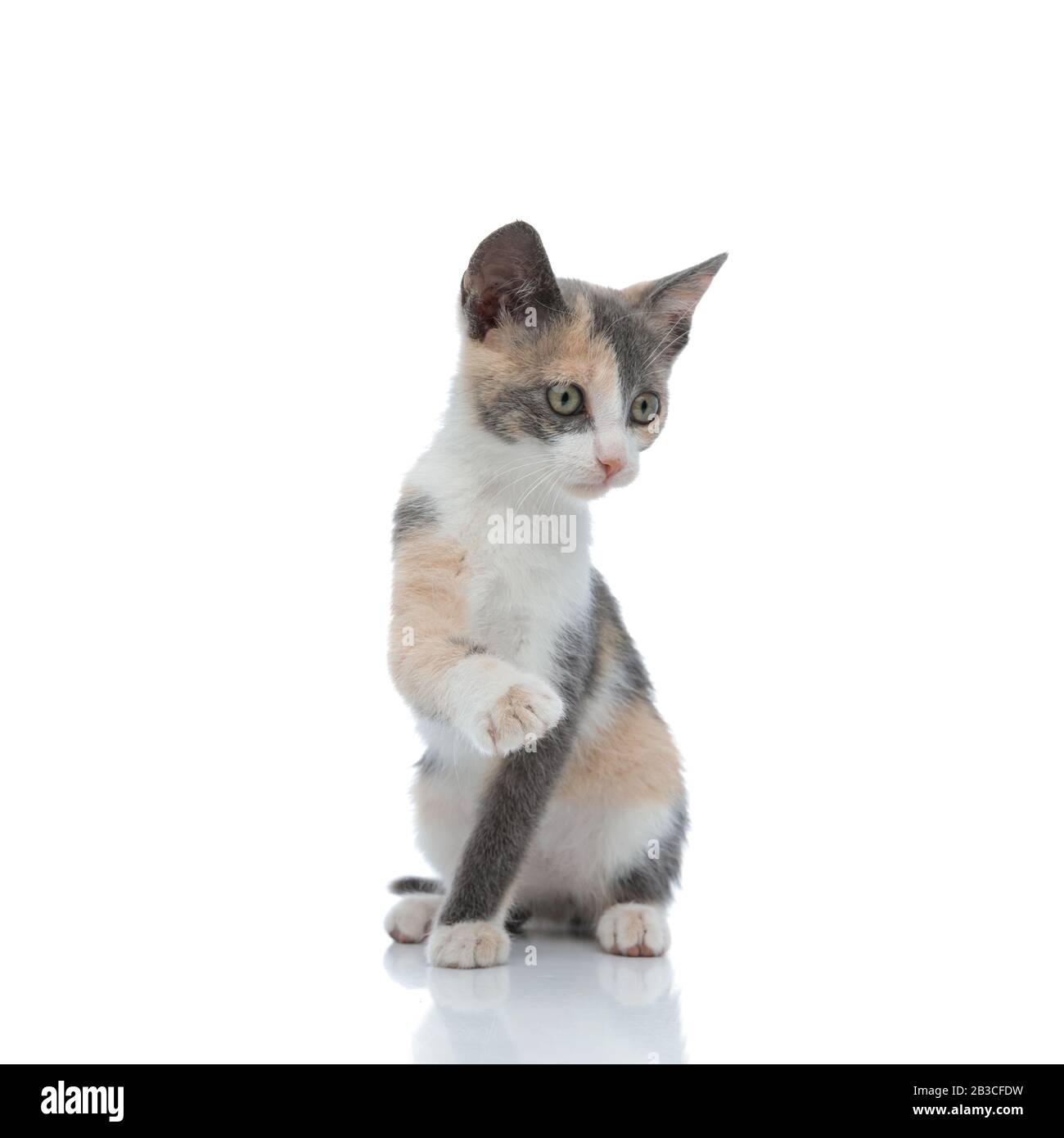 Focused domestic cat pointing and looking away while sitting on white ...