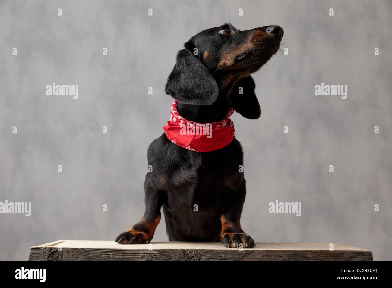 cute teckel puppy dog with black fur and red bandana sitting on wooden ...