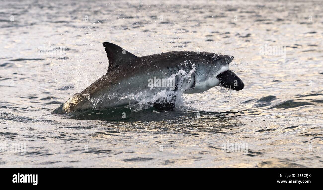 Breaching Great White Shark. Shark attacks the bait. Scientific name ...