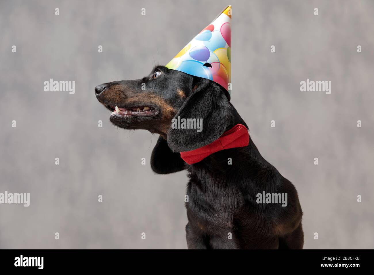 close up of a cute teckel puppy dog with birthday hat sitting and ...