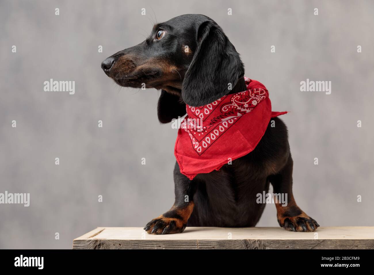 sweet teckel puppy dog with black fur and red bandana sitting on wooden ...