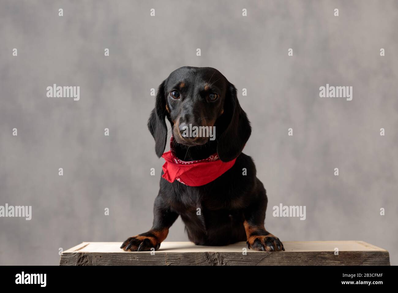 superb teckel puppy dog with black fur and red bandana sitting on ...