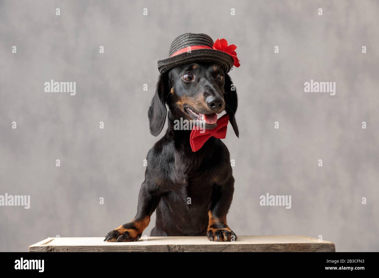 cute teckel puppy dog with hat and red bowtie sitting and looking down ...