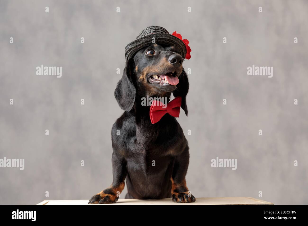 cute teckel puppy dog with hat and red bowtie sitting and sticking out ...