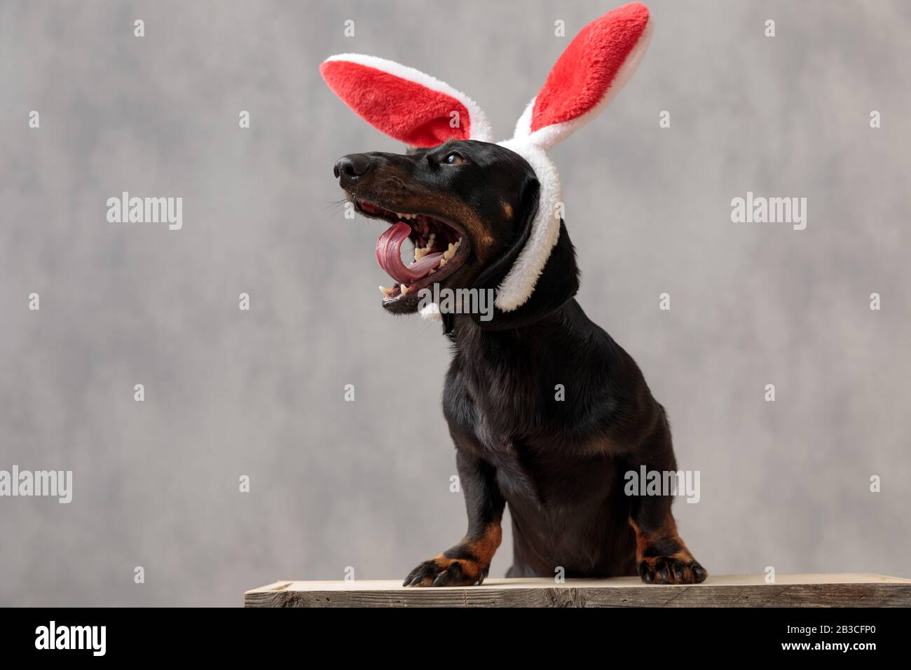 cute teckel puppy dog with bunny ears sitting on a wooden board and ...