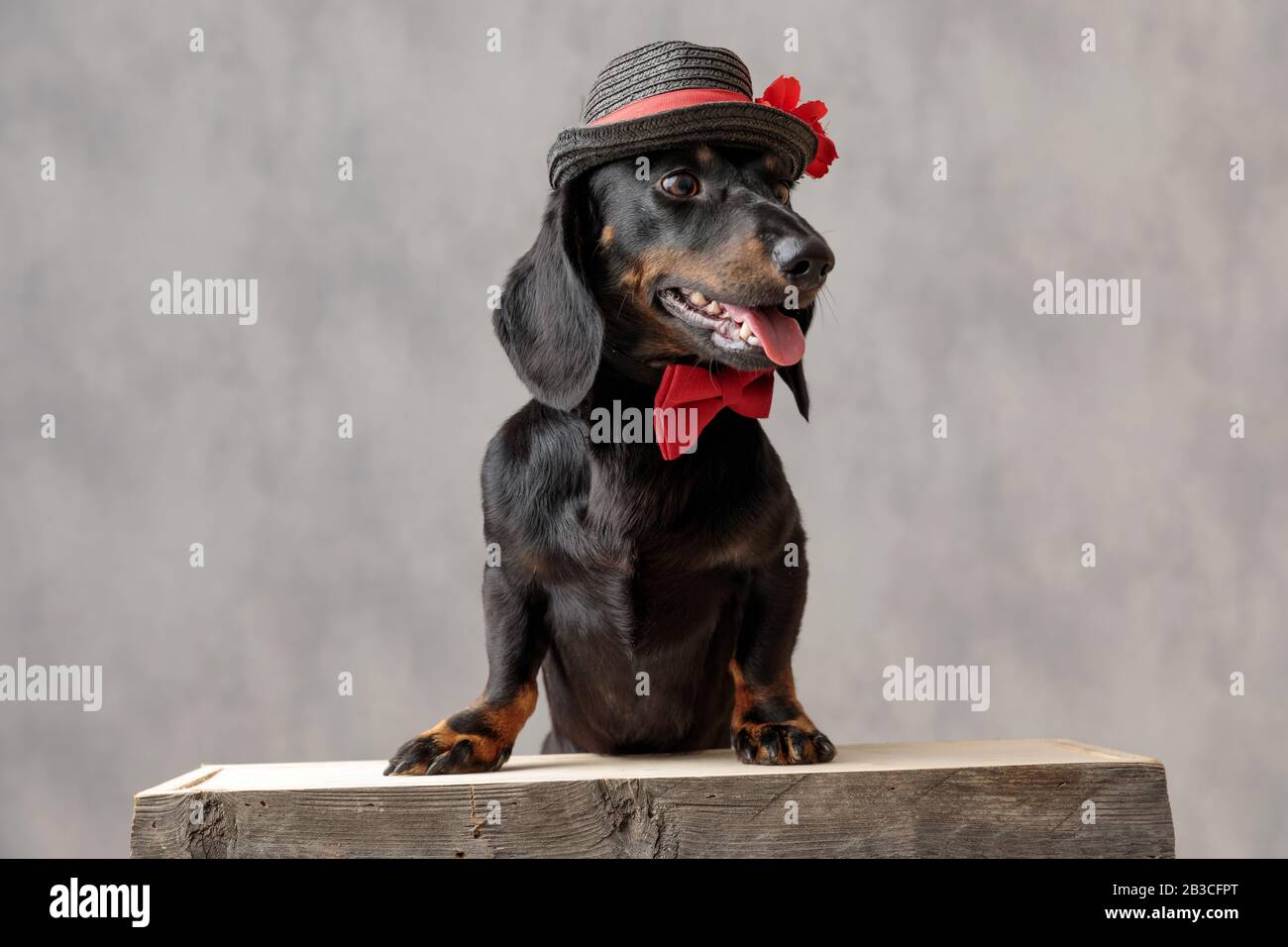 sweet teckel puppy dog with hat and red bowtie sitting on a wooden ...
