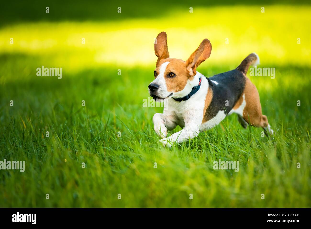 Dog Beagle running fast and jumping with tongue out through green grass field in a spring Stock ...