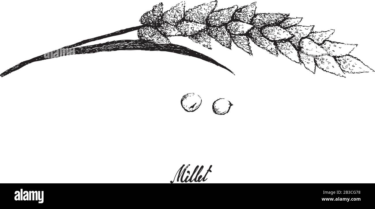 Illustration Hand Drawn Sketch of Bunch of Ripe Millets Isolated on ...