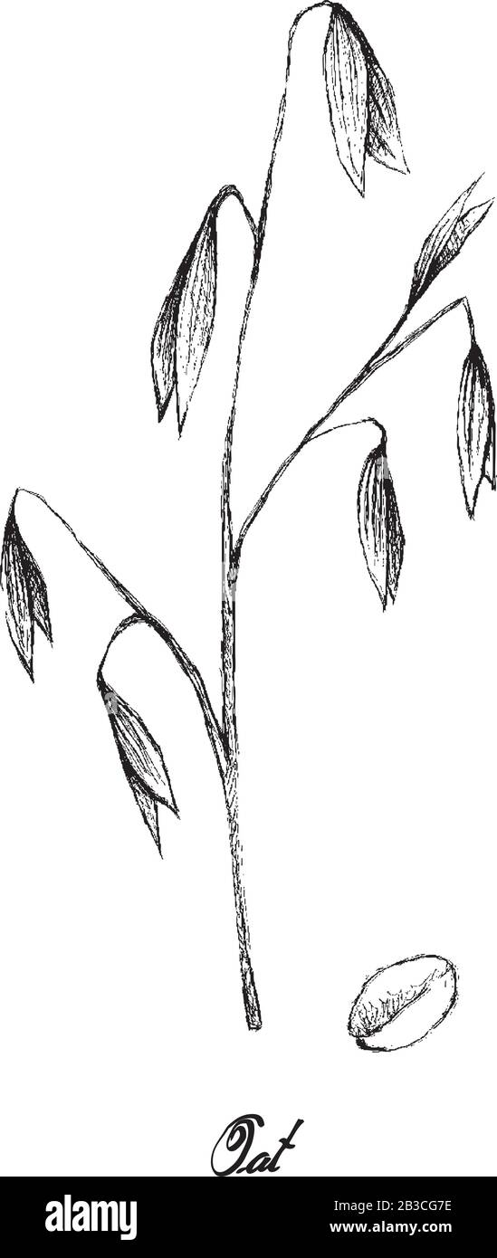 Illustration of Hand Drawn Sketch Fresh Oat Plant with Inflorescences ...