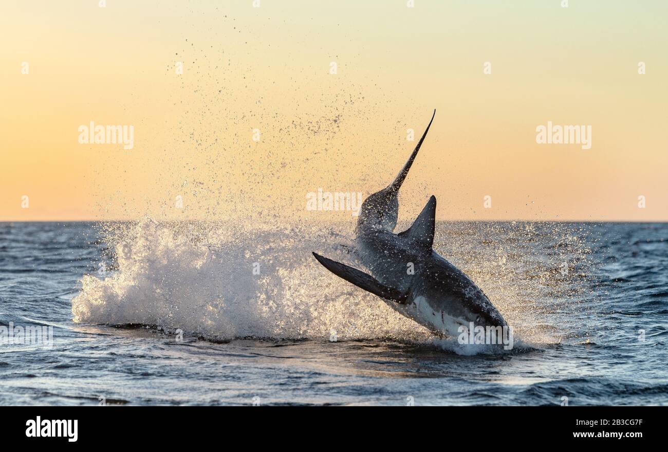 Breaching Great White Shark. Shark chasing prey. Red dawn sky, sunrise ...