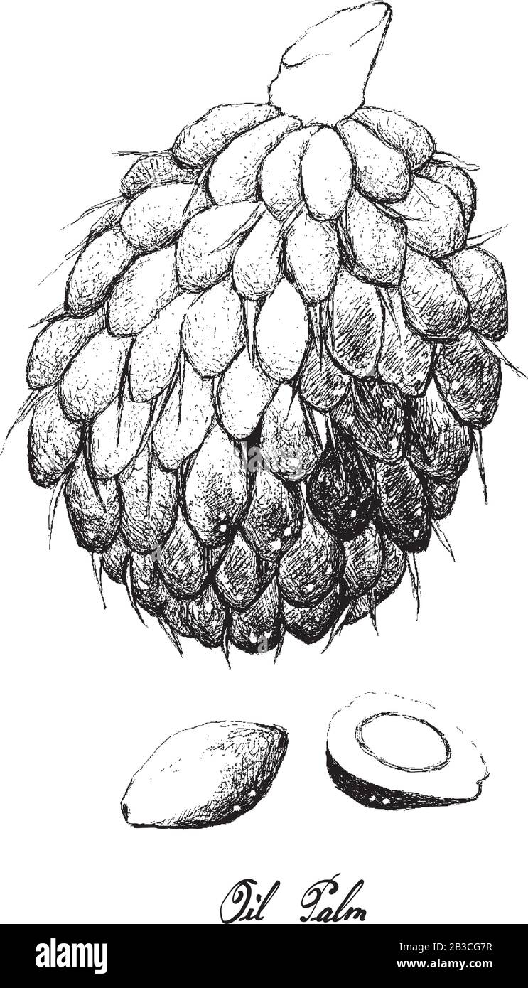 Bunch of palm oil fruits Stock Vector Images - Alamy