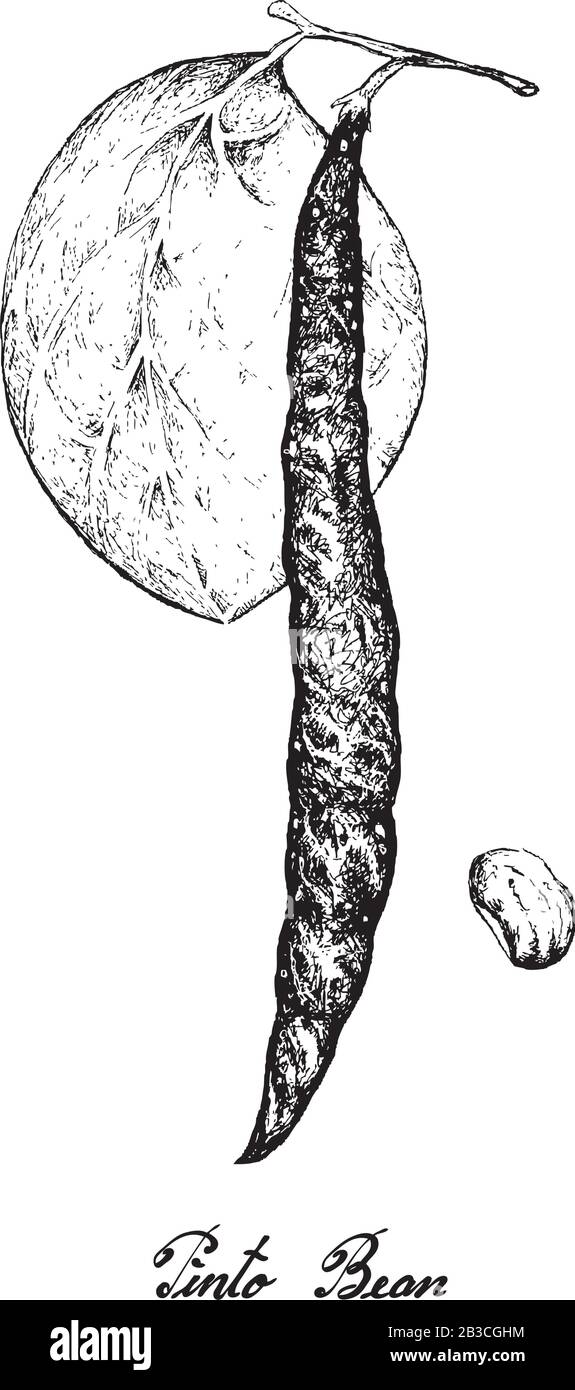 Pinto bean phaseolus vulgaris Stock Vector Images - Alamy