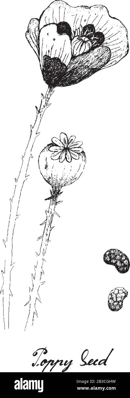 Illustration of Hand Drawn Sketch Poppy Flower with Pod and Seed ...