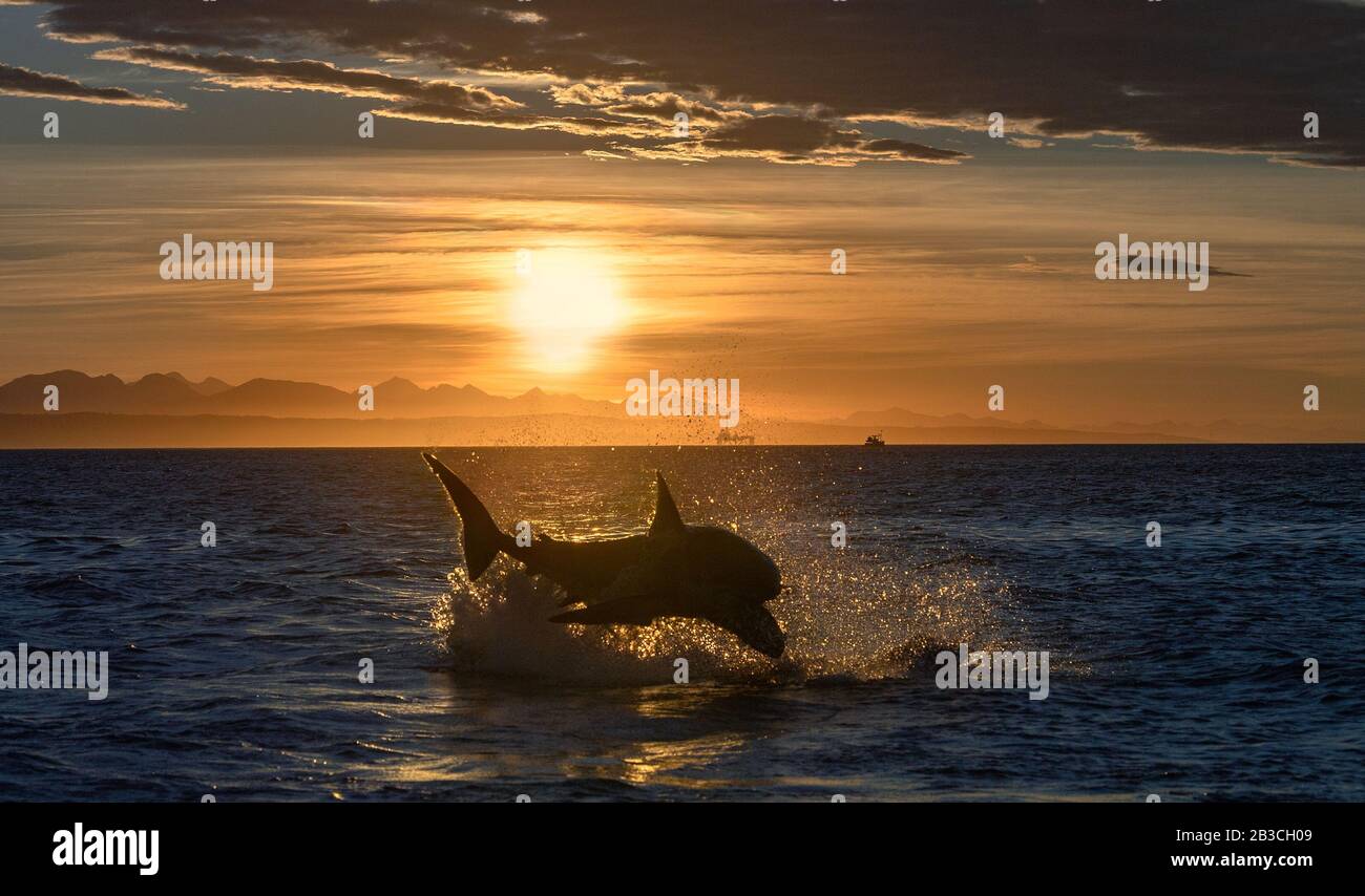 Breaching Great White Shark. Shark chasing prey. Red dawn sky, sunrise ...