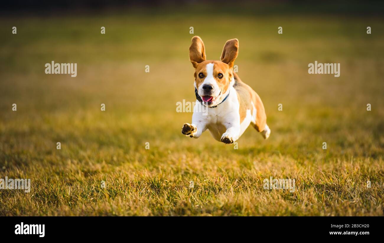 Dog Beagle running fast and jumping with tongue out through green grass field in a spring Stock ...