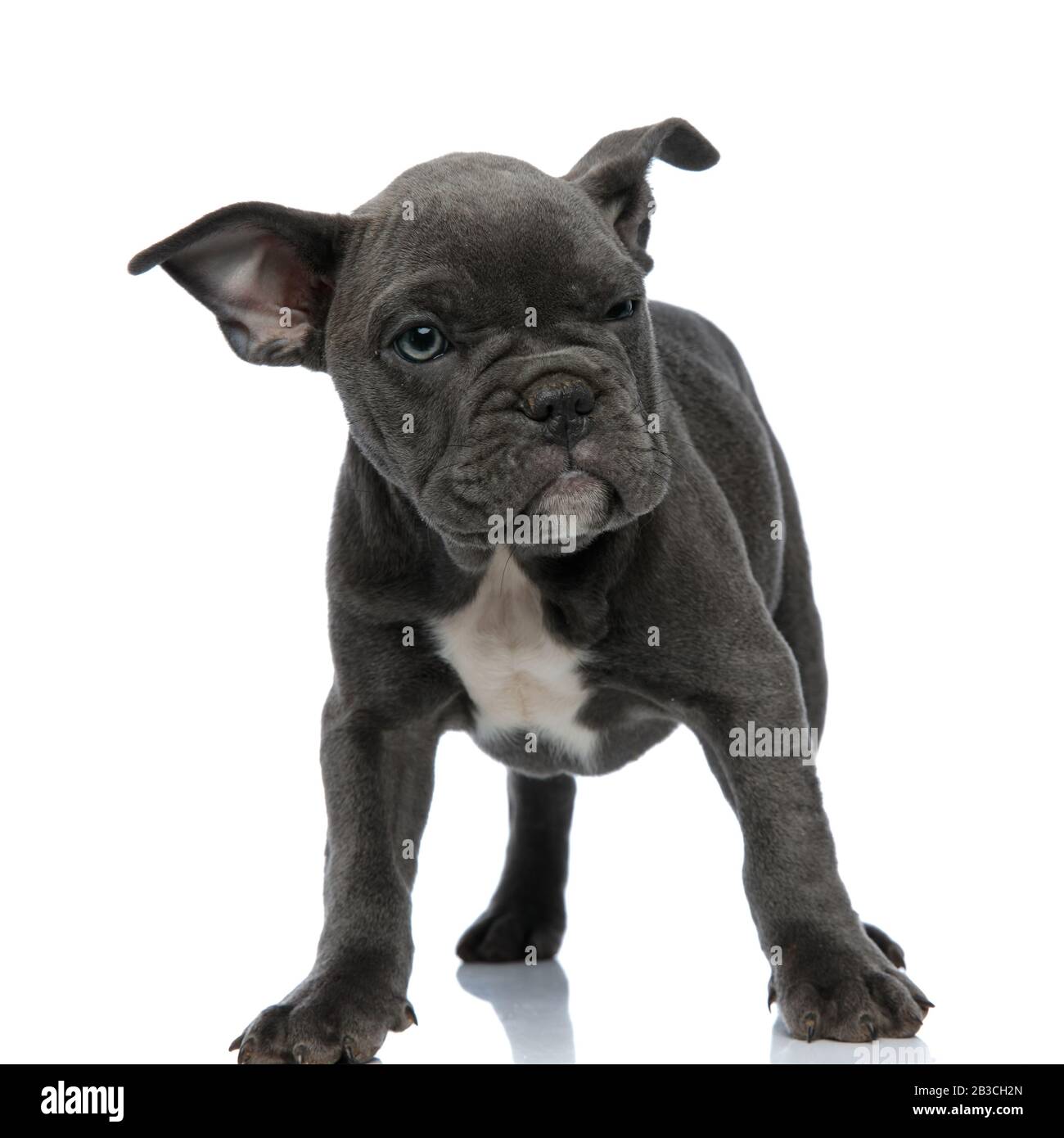 adorable american bully standing isolated on white background,looking ...