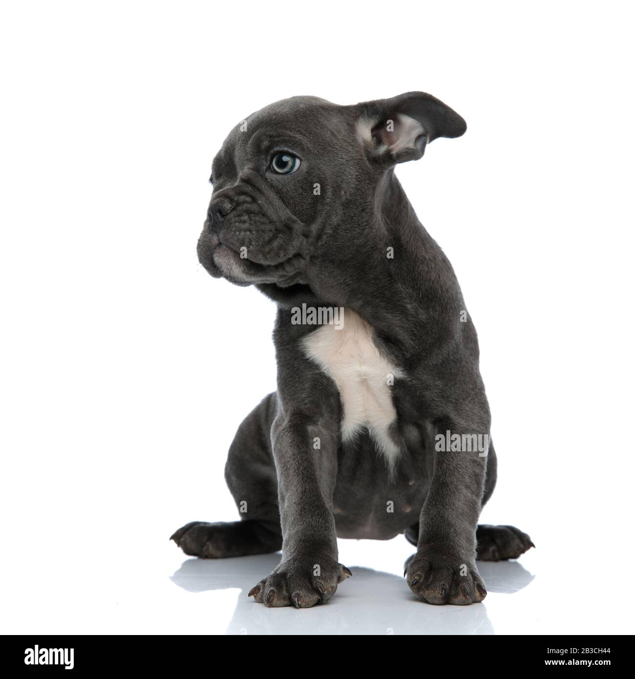 cute american bully looking to side, sitting isolated on white ...