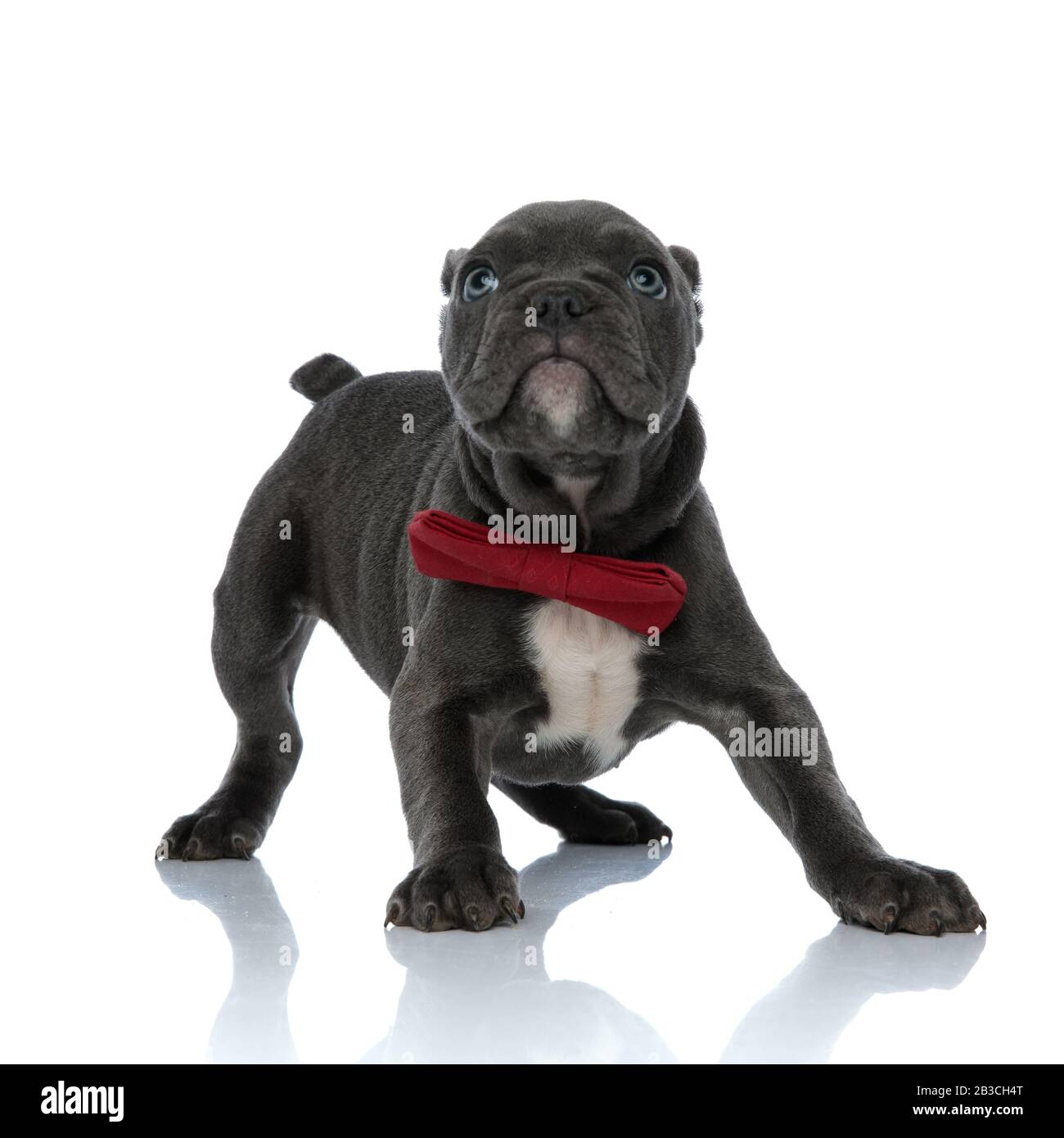 cute american bully wearing a red bowtie, looking up and playing ...