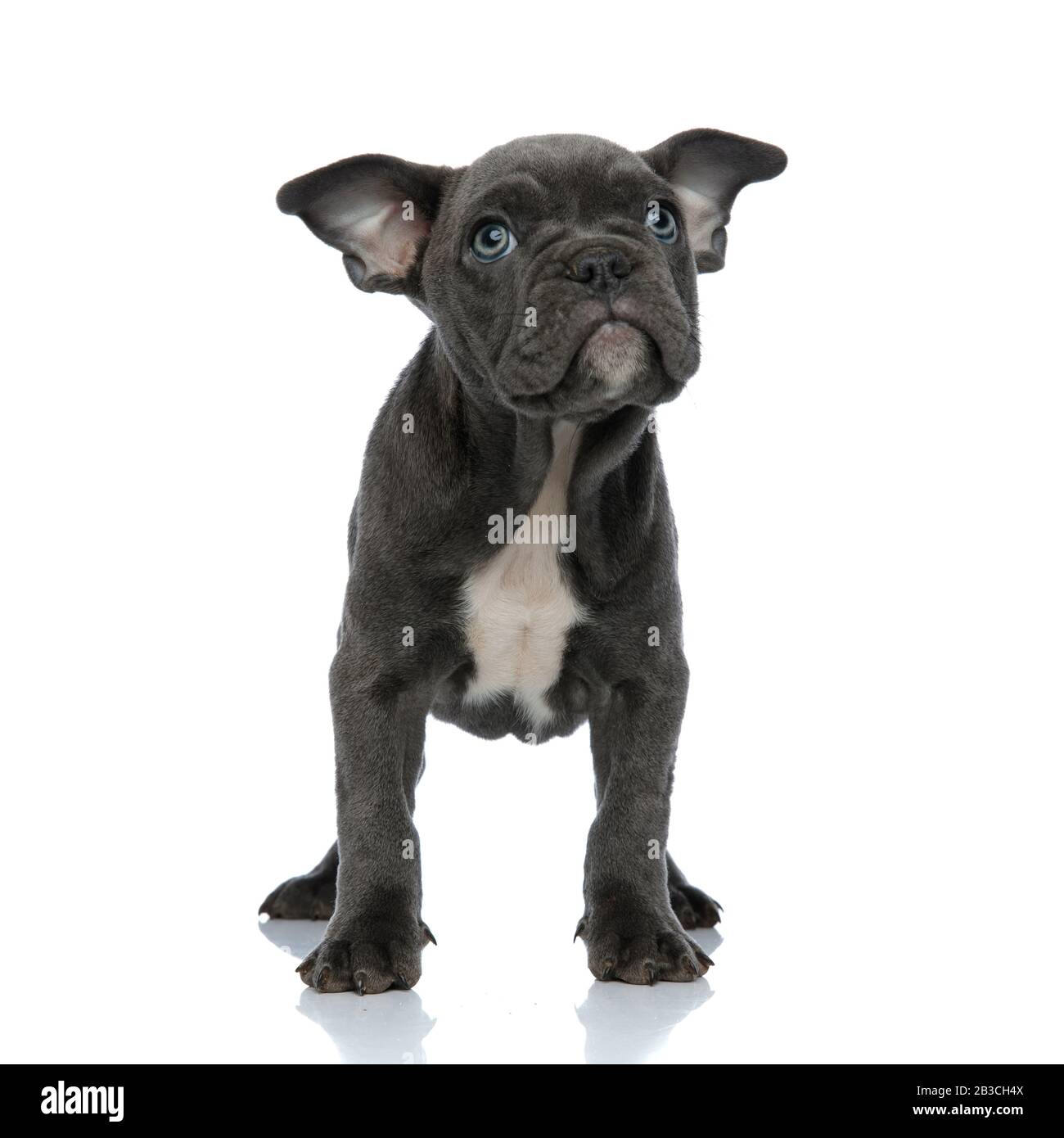 american bully looking up and standing isolated on white background ...