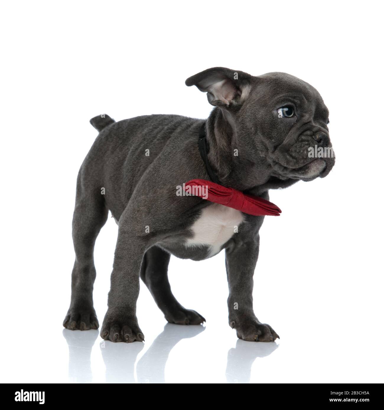 side view of adorable american bully wearing a red bowtie, looking to ...