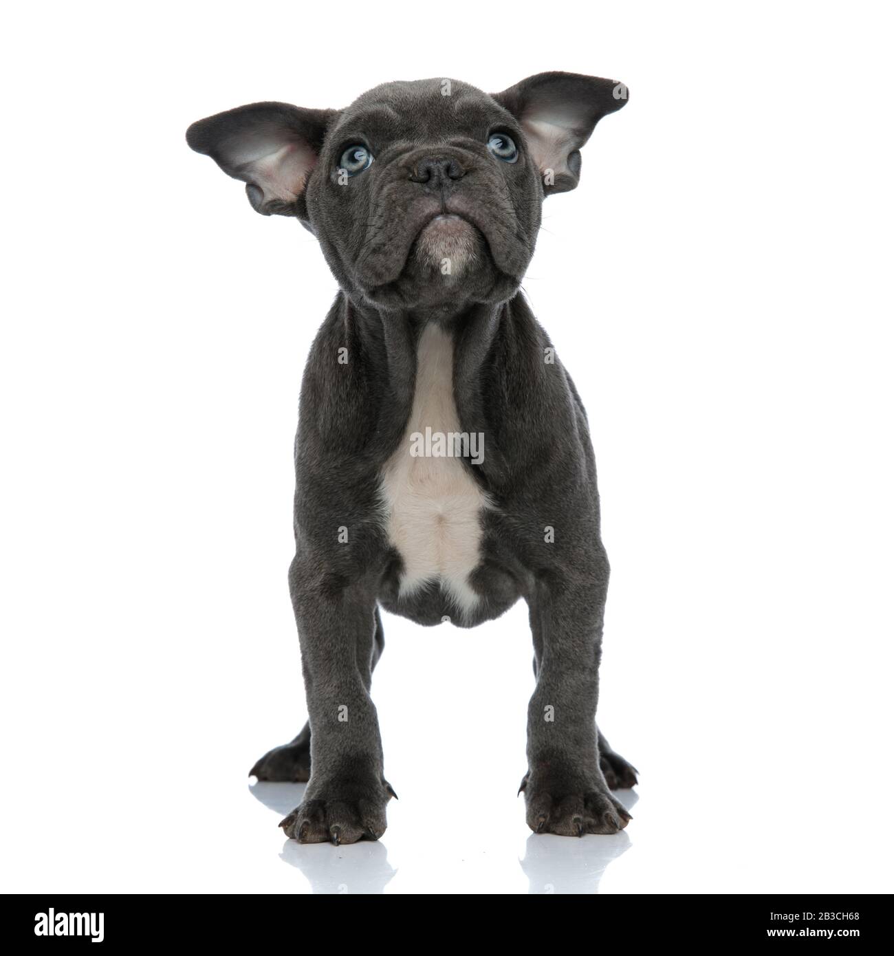 beautiful american bully looking up and standing isolated on white ...