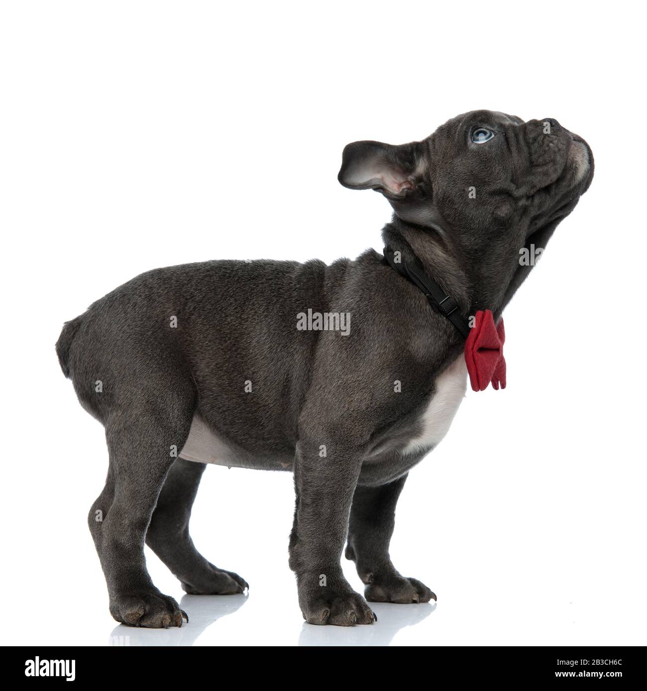 side view of cute american bully wearing red bowtie, looking up and ...