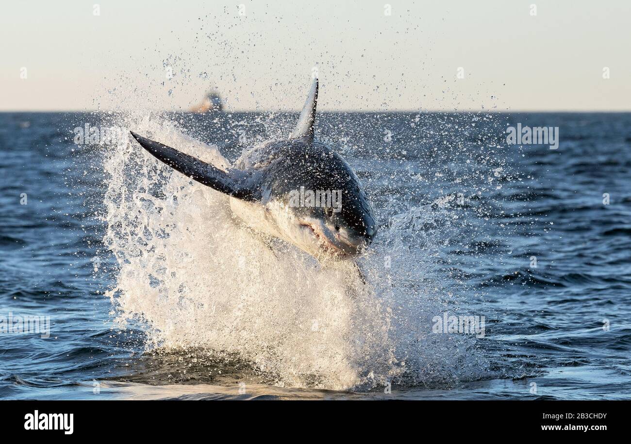 Breaching Great White Shark. Front view. Scientific name: Carcharodon ...