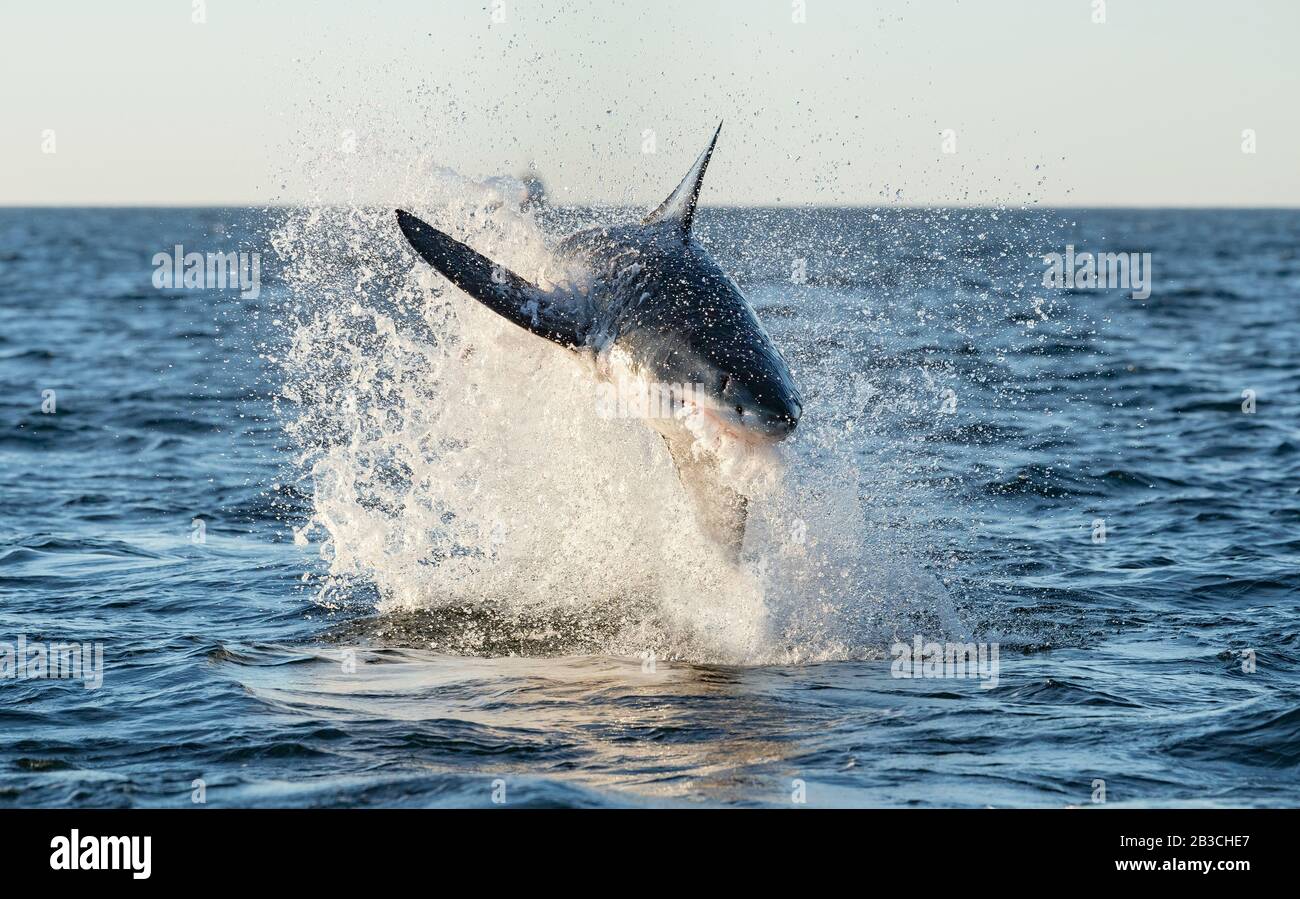 Breaching Great White Shark. Front view. Scientific name: Carcharodon ...