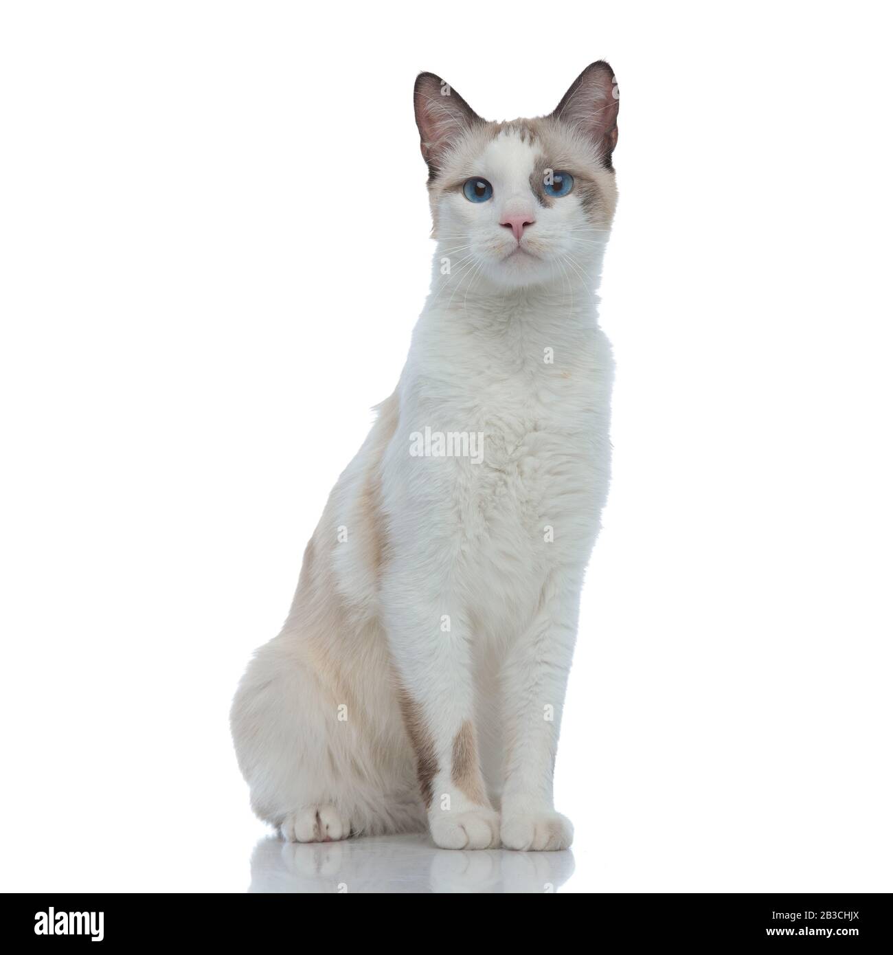 beautiful metis cat with white fur sitting with no occupation on white ...