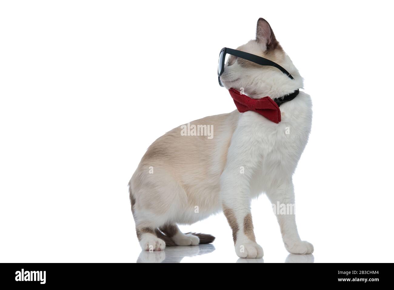 badass metis cat with sunglasses standing and looking back over ...