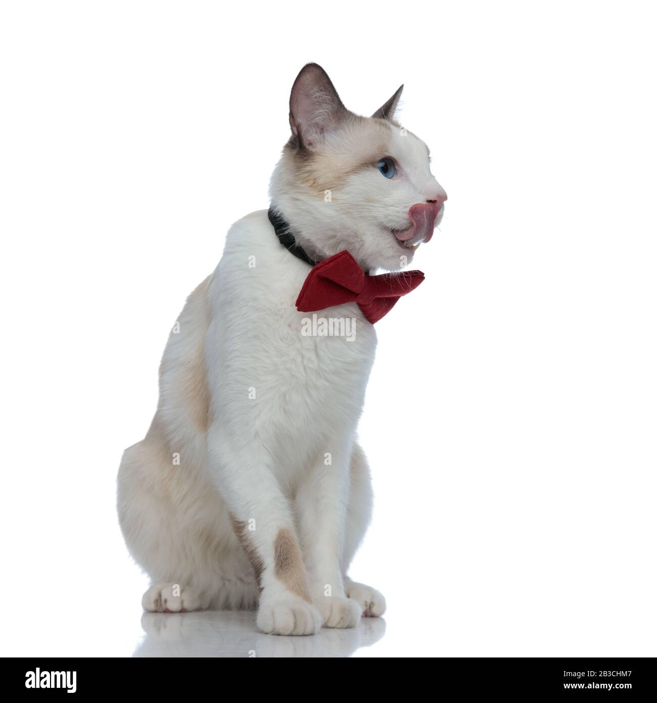 impatient metis cat with red bowtie sitting and sticking out her tongue ...