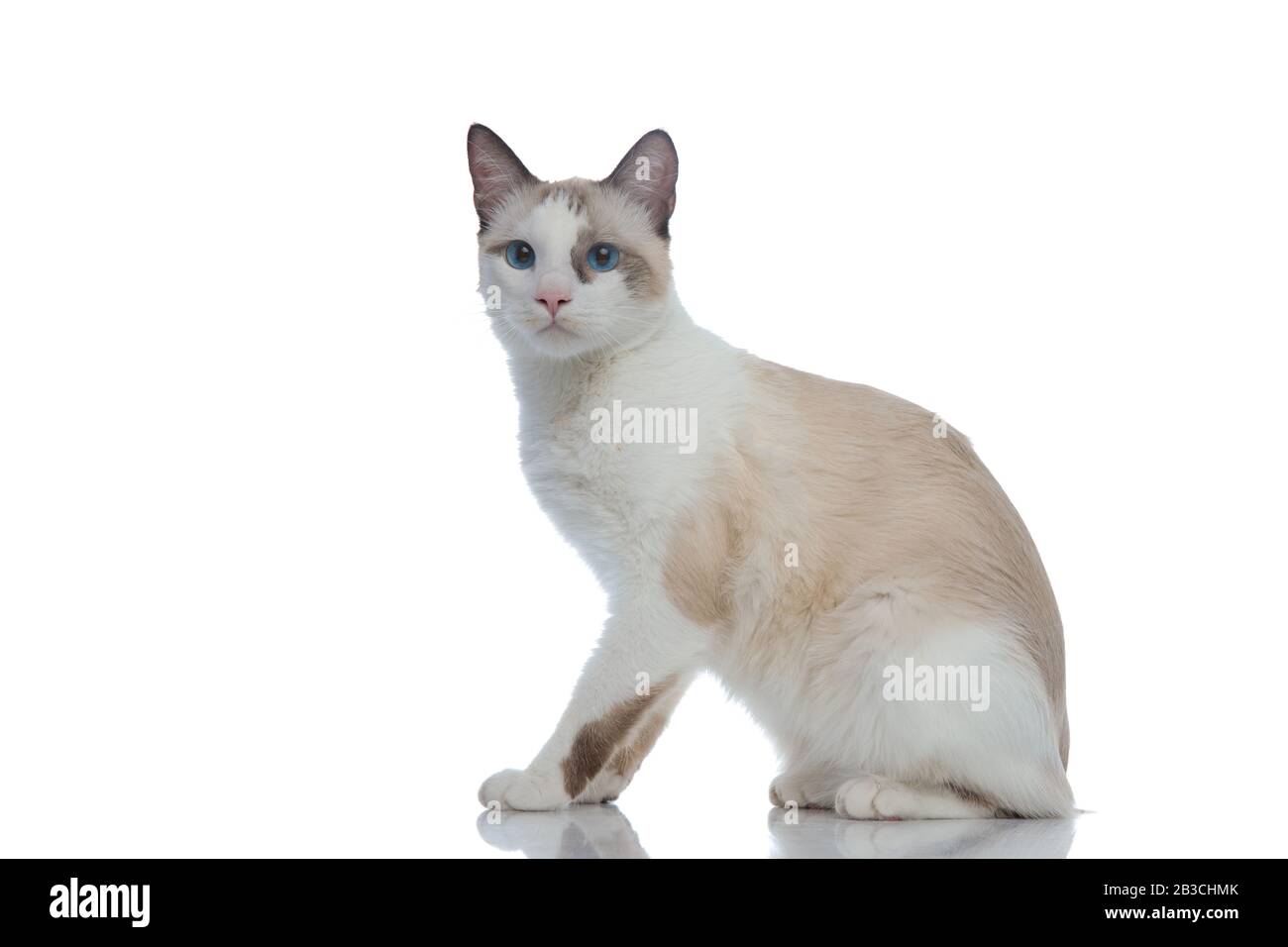 side view of a serious metis cat with white fur sitting and looking ...