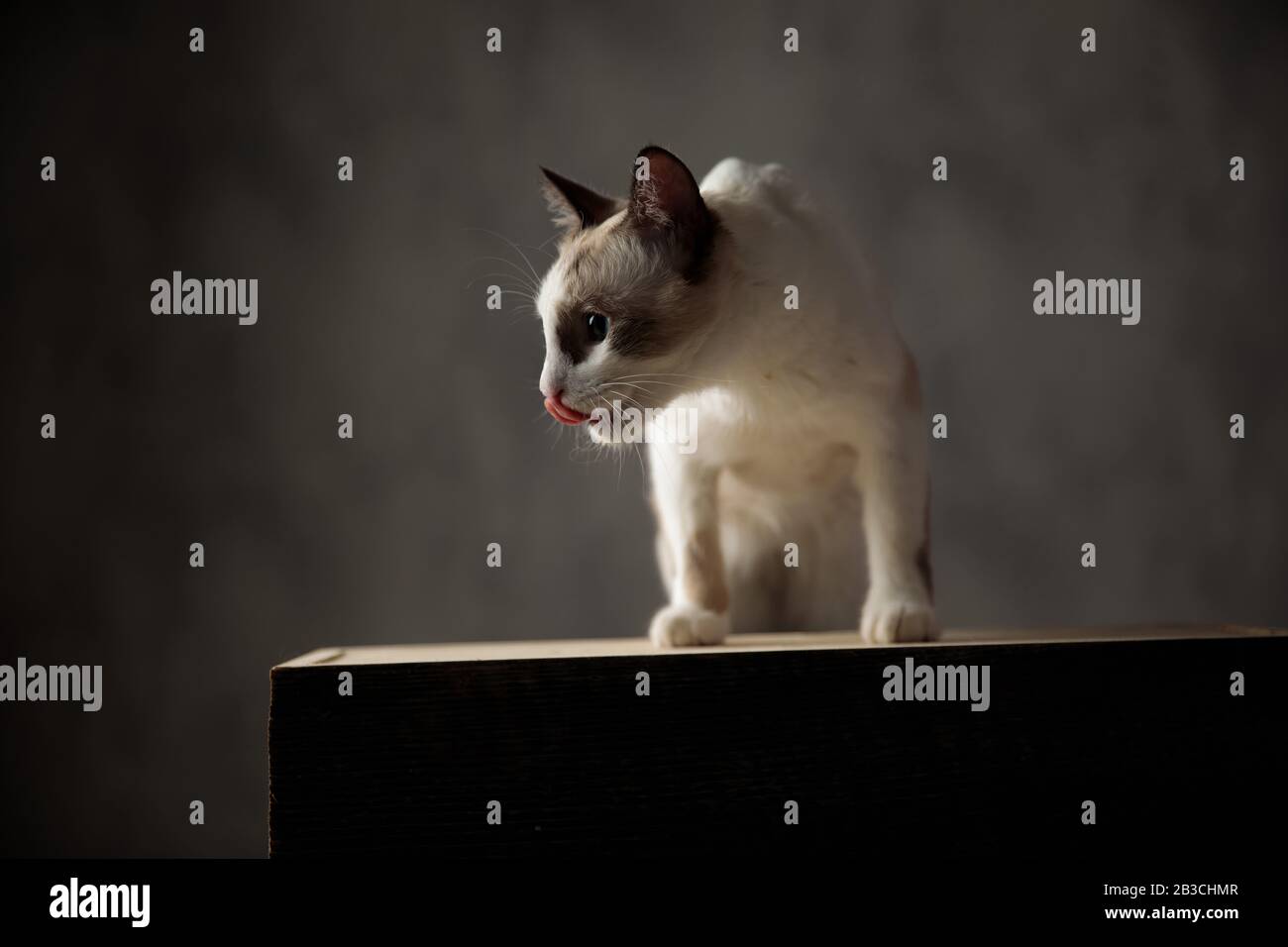 hungry metis cat with white fur sitting and sniffing something with ...