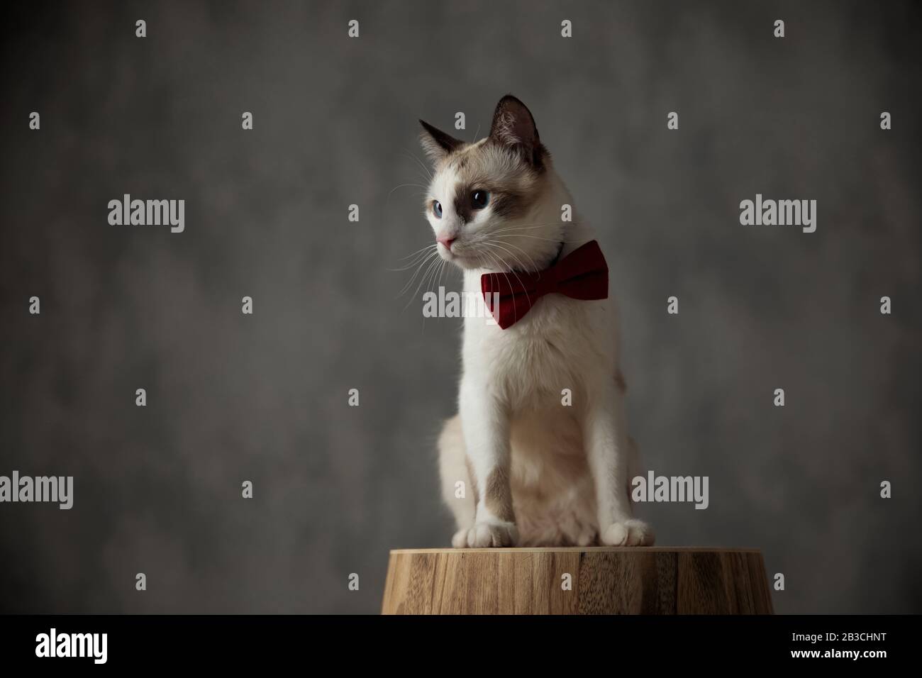 sweet metis cat with red bowtie sitting and looking away on gray studio ...