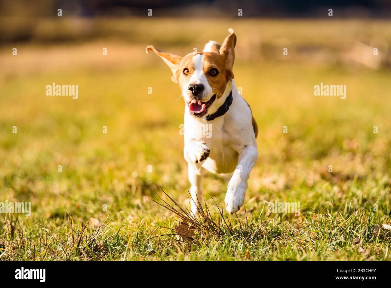 Dog Beagle running fast and jumping with tongue out through green grass field in a spring Stock ...