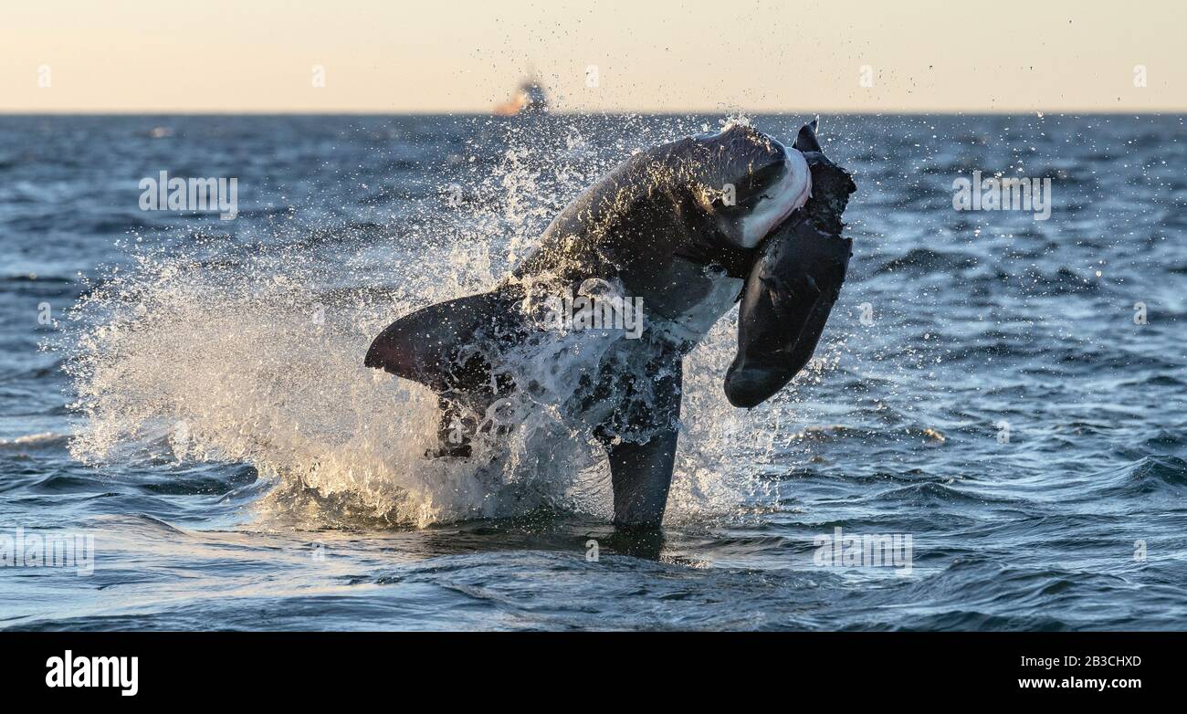 Breaching Great White Shark. Shark attacks the bait. Scientific name ...