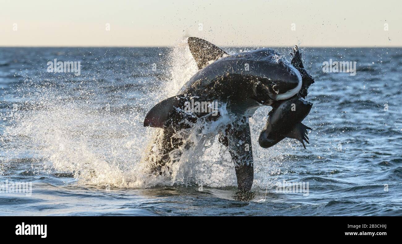 Breaching Great White Shark. Shark attacks the bait. Scientific name ...