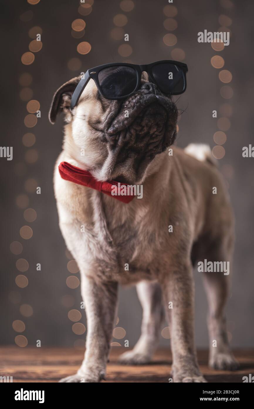 Boxer dog wearing glasses hi-res stock photography and images - Alamy