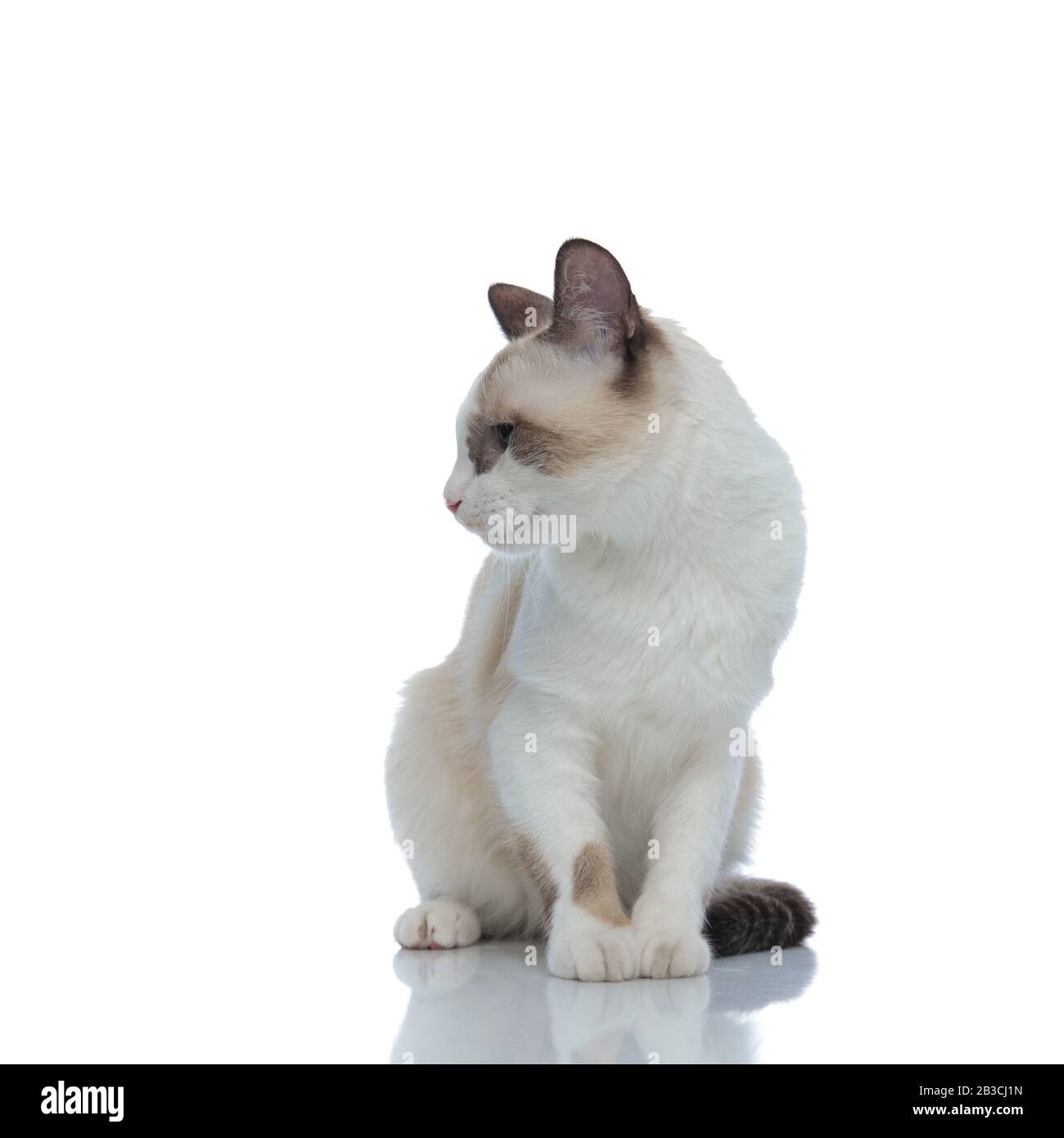 wonderful metis cat with white fur sitting and looking aside on white ...