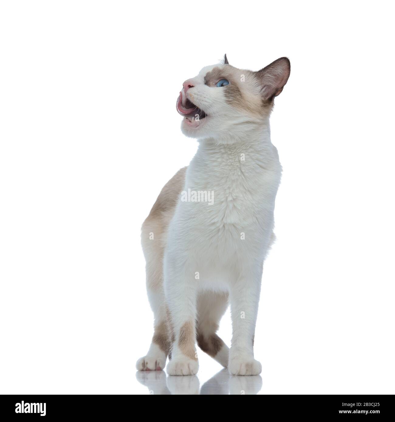 beautiful metis cat with white fur standing and licking mouth on white ...