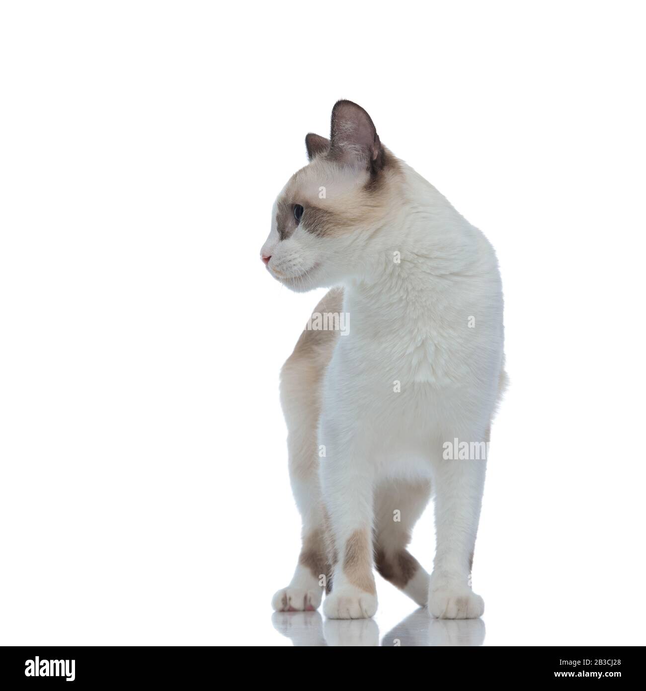 cute metis cat with white fur standing and looking to a side on white ...