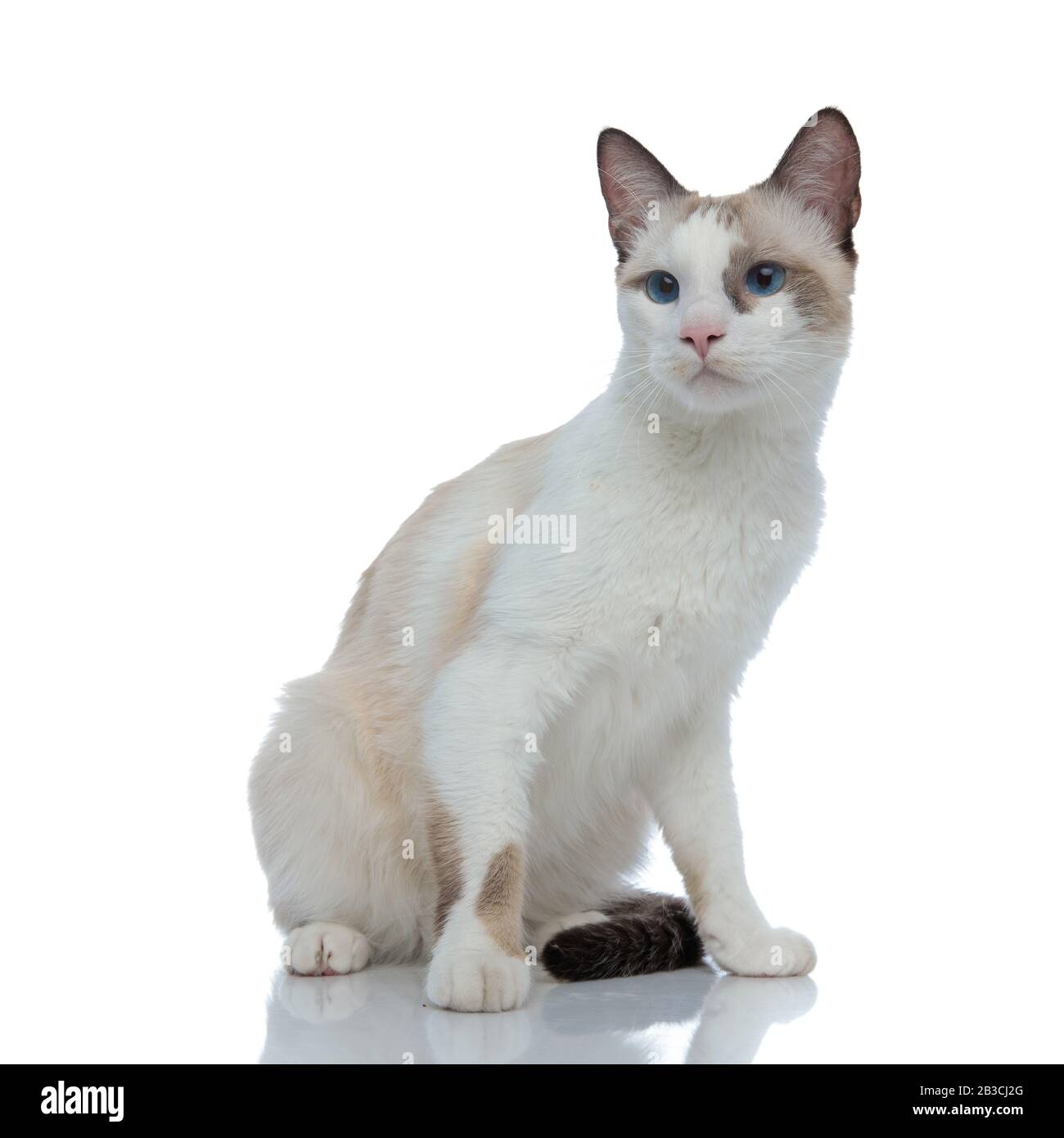 sweet metis cat with white fur sitting and looking away on white ...