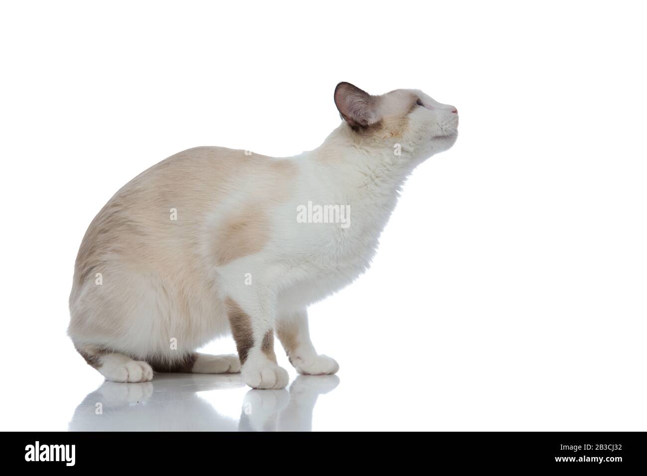 side view of a mature metis cat with white fur sitting and ready to ...