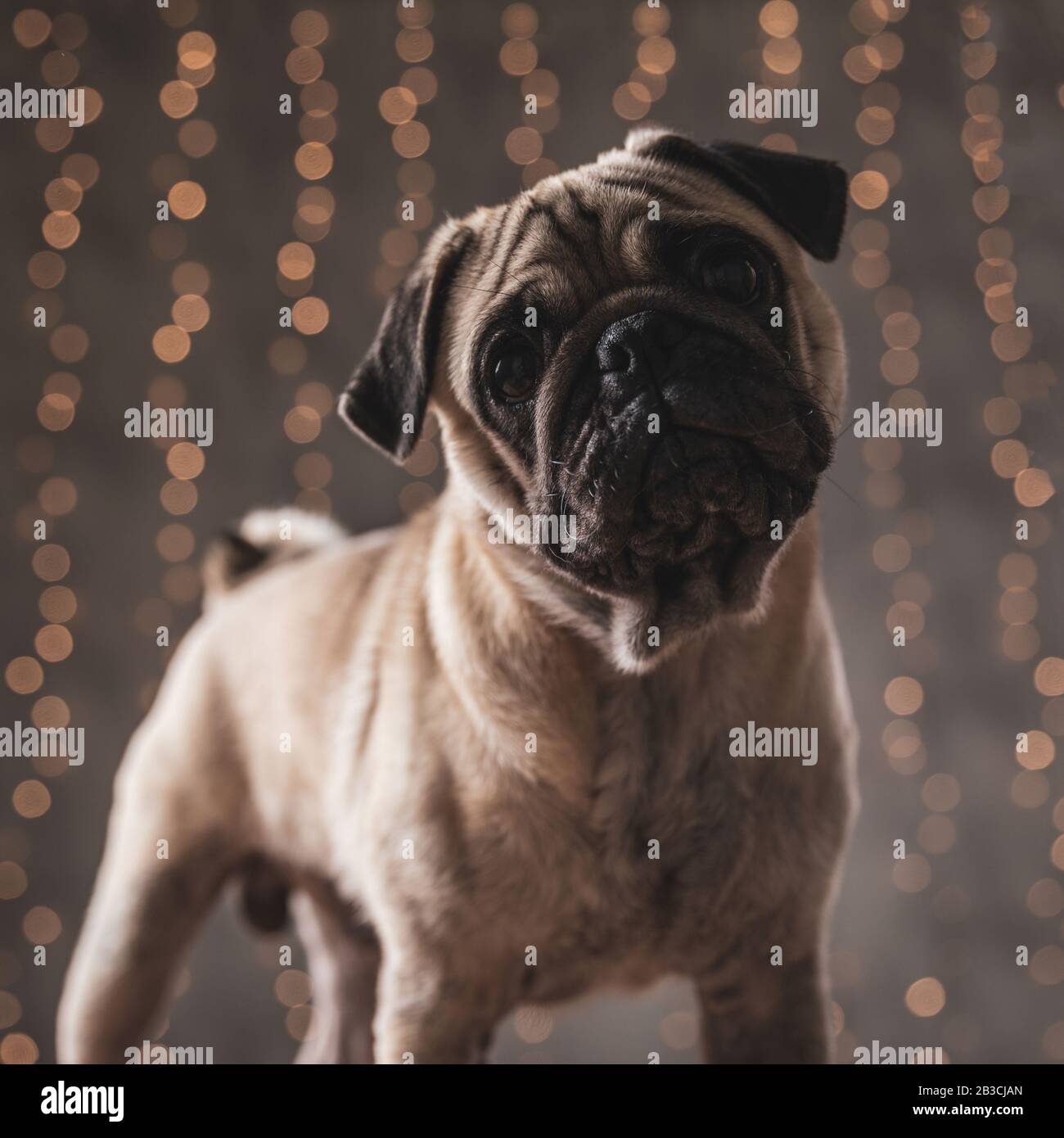 Confused pug hi-res stock photography and images - Alamy