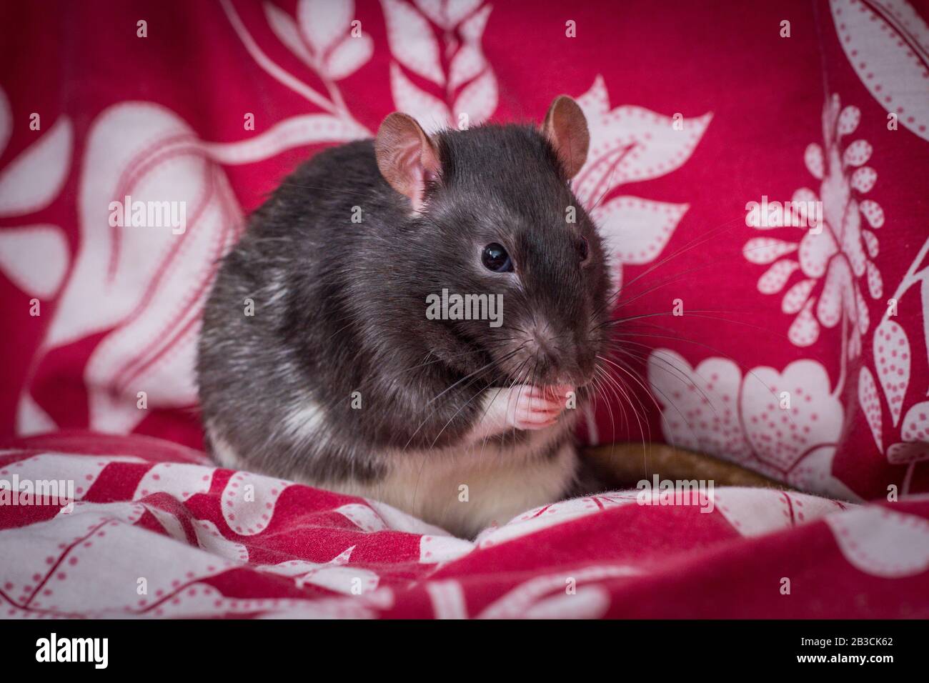 Lab rat eating hi-res stock photography and images - Alamy