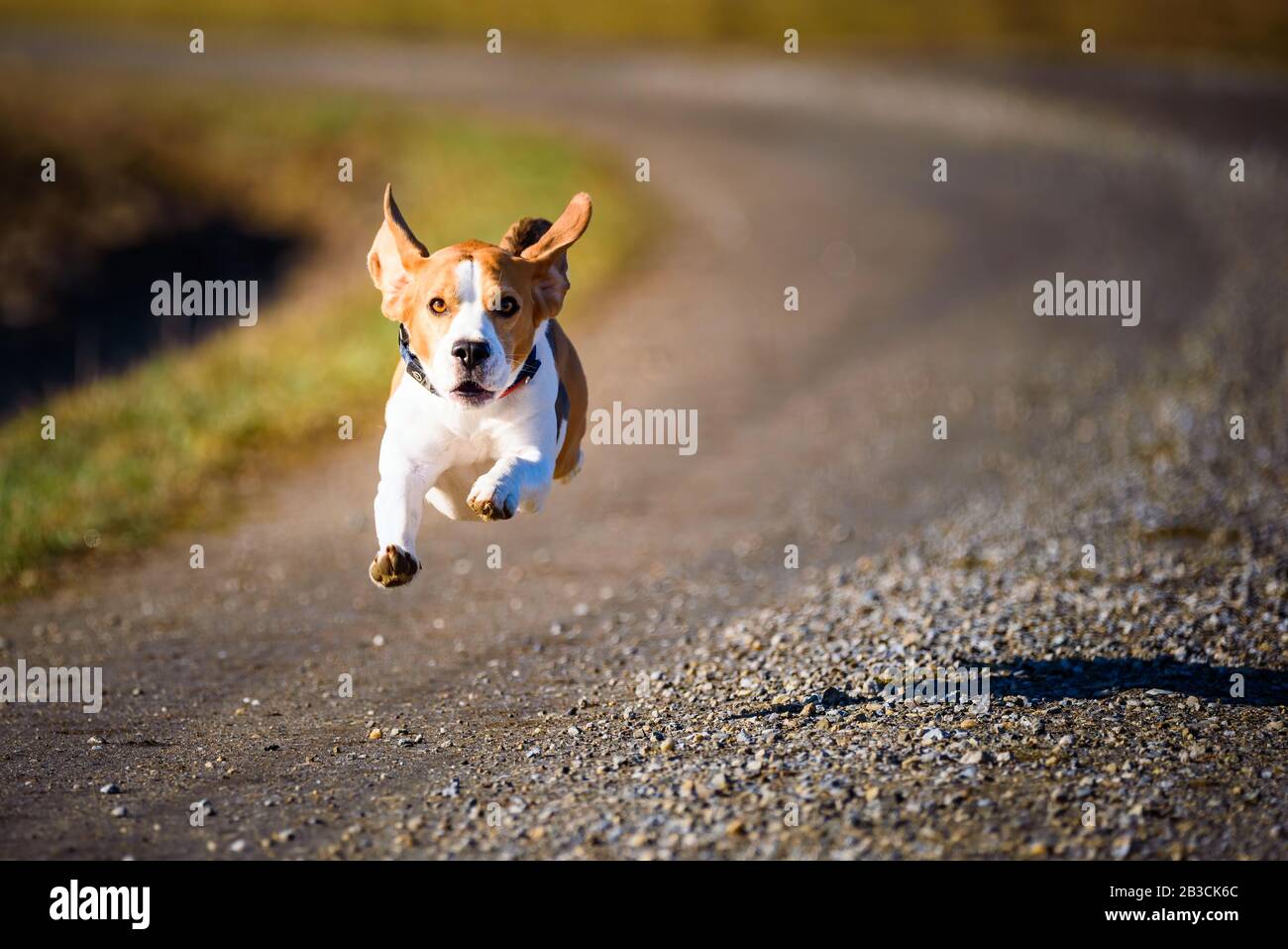 Dog Beagle running fast and jumping with tongue out on the rural path ...