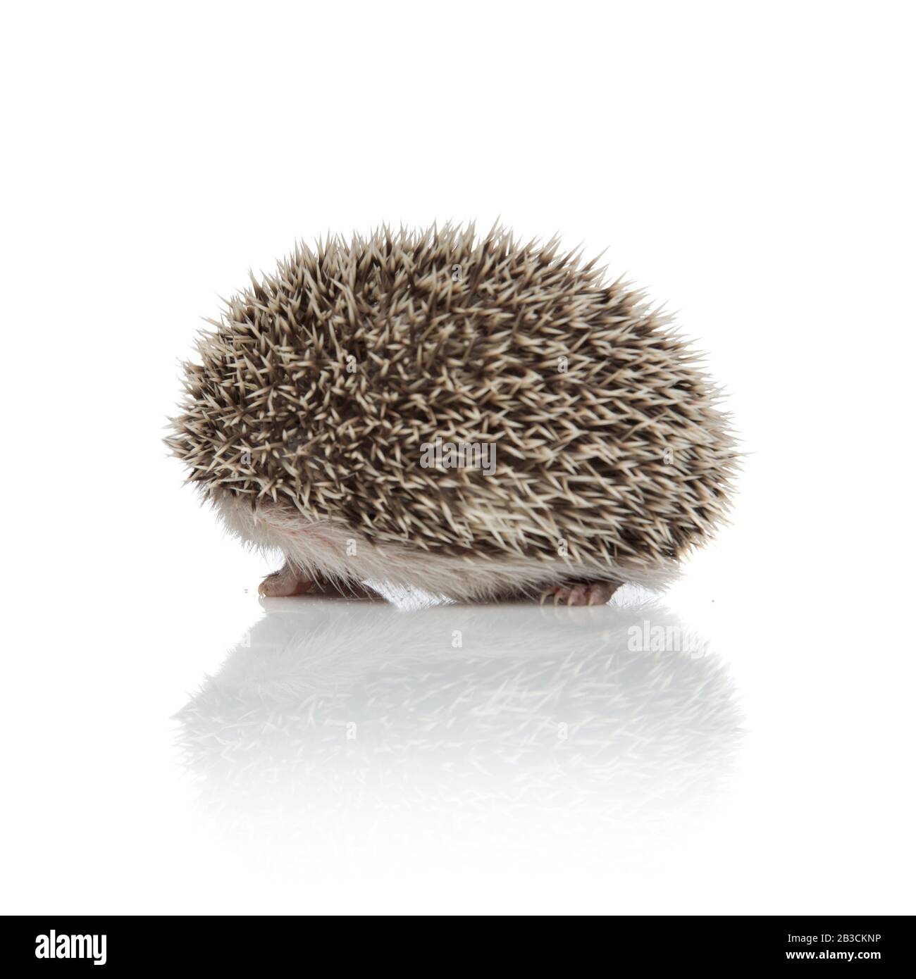 side view of cute african hedgehog looking to side and exploring ...